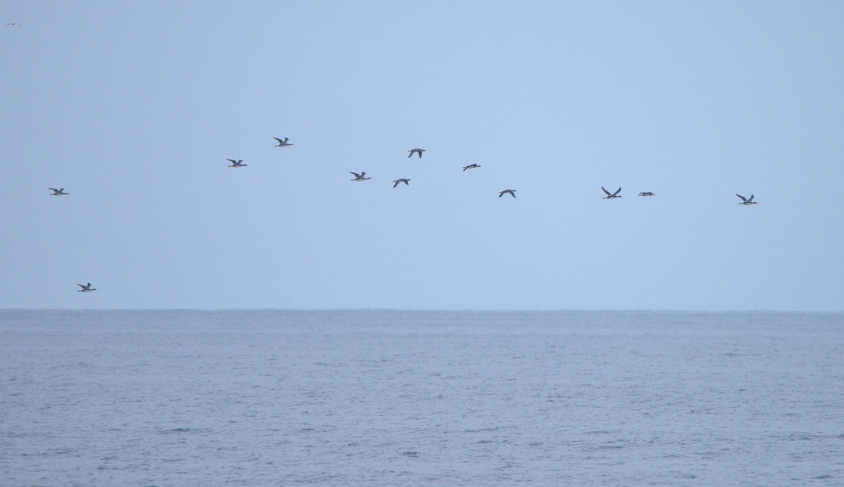 eBird Checklist - 4 May 2024 - Catalina Channel between Dana Point and ...