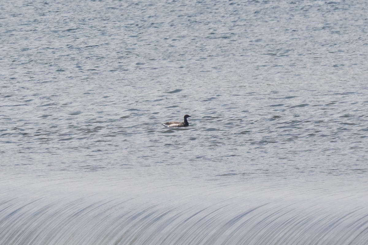 Pennsylvania Bird Atlas Checklist - 11 May 2024 - Adam T. Bower ...