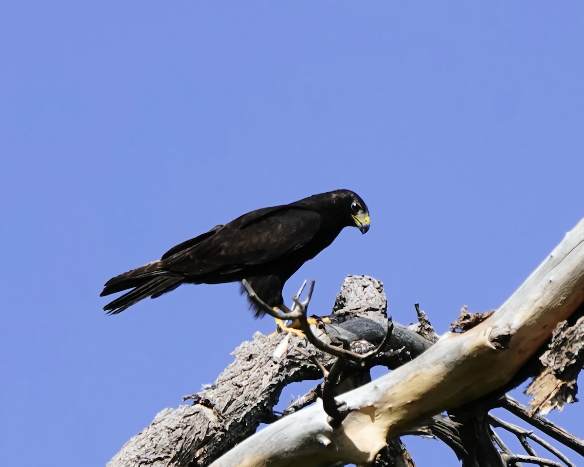 eBird Checklist - 11 May 2024 - NM Tularosa Public Library - 5 species