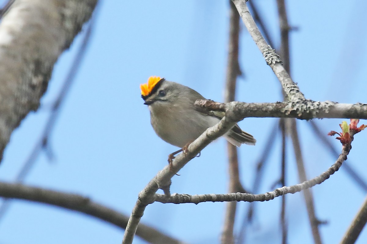 eBird Checklist - 11 May 2024 - Turbine Access Road North from West ...