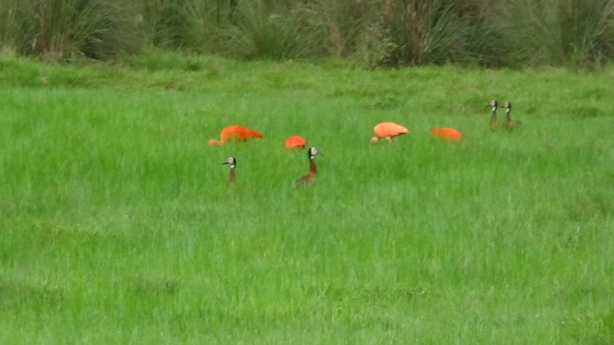 eBird Checklist - 11 May 2024 - Hato Barley - 132 species (+2 other taxa)