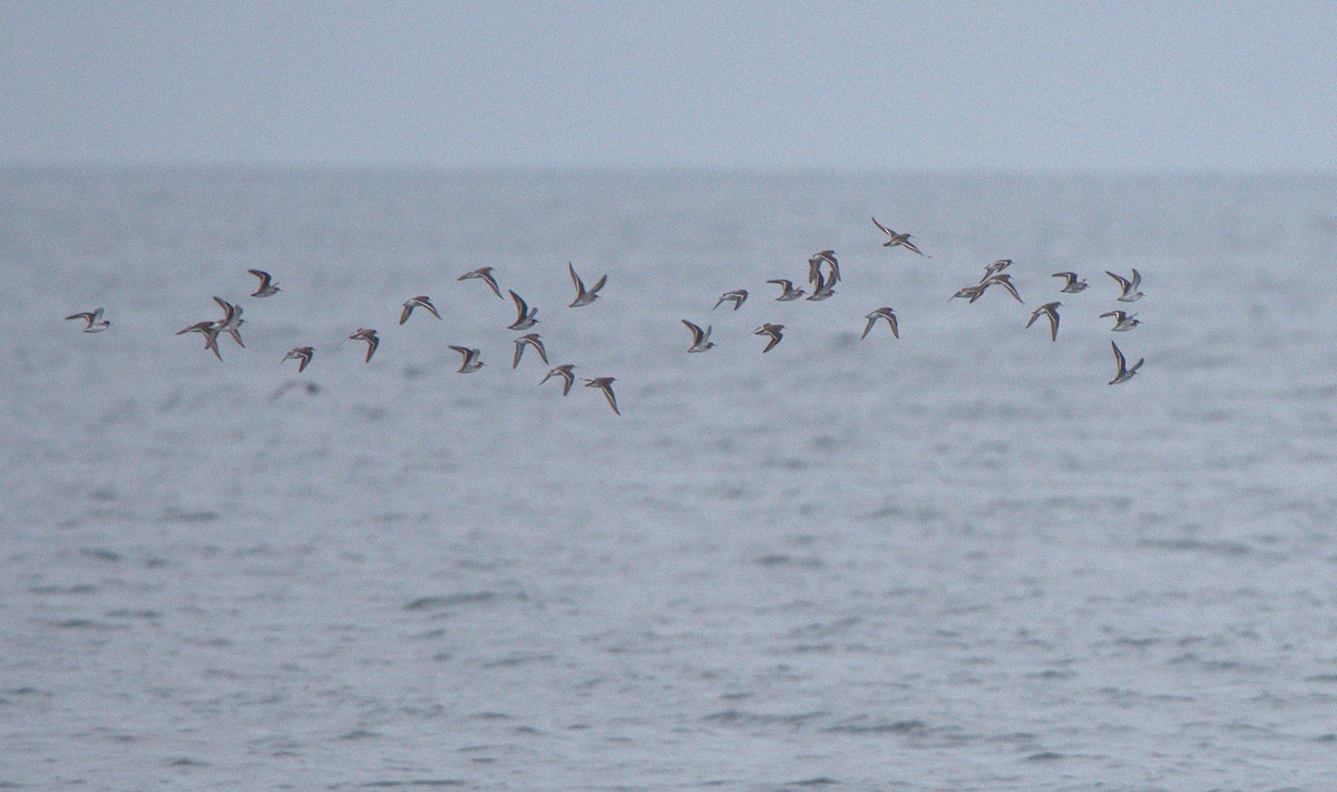eBird Checklist - 4 May 2024 - Catalina Channel between Dana Point and ...