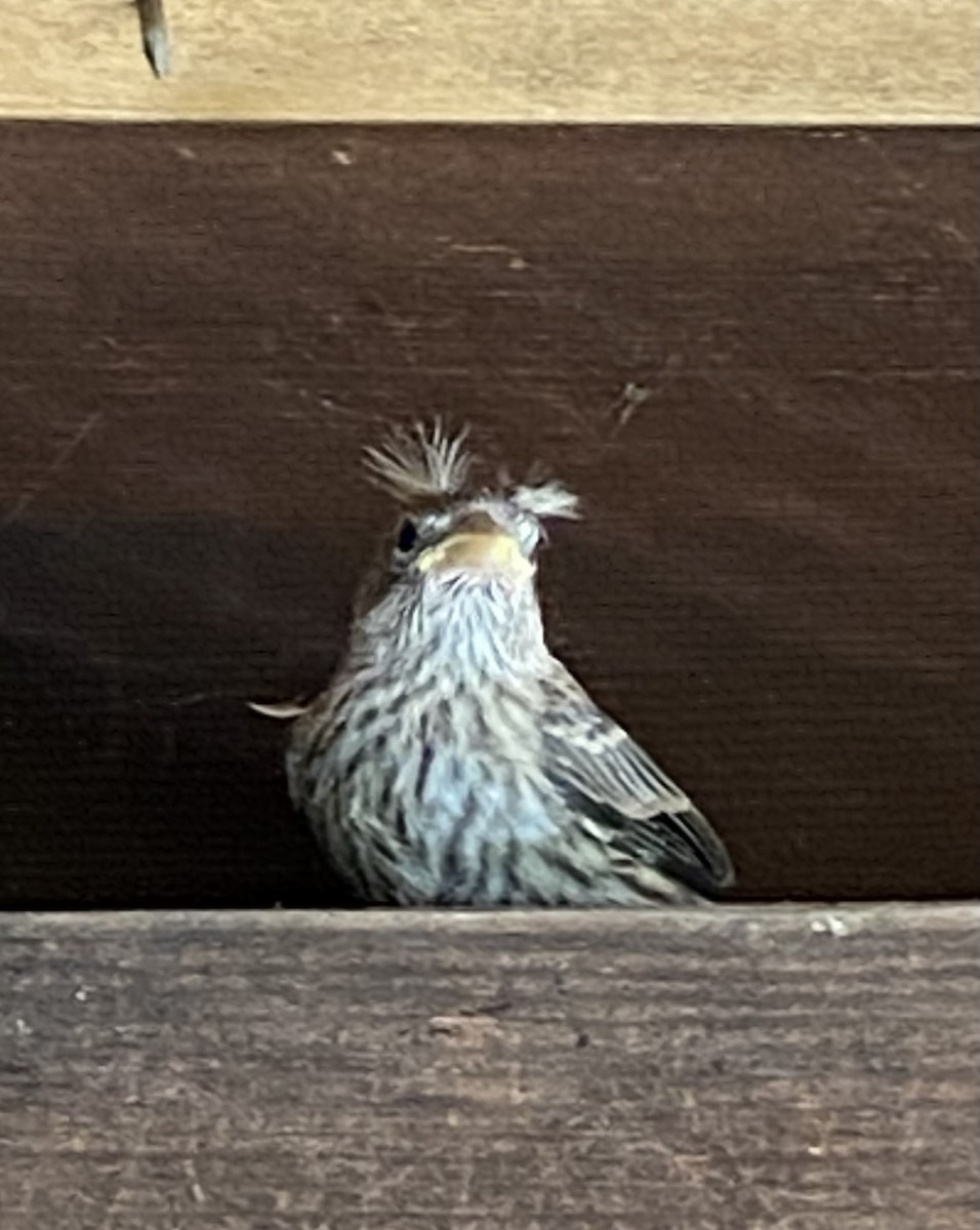 Pennsylvania Bird Atlas Checklist - 11 May 2024 - HALE AND PROSPECT - 1 ...