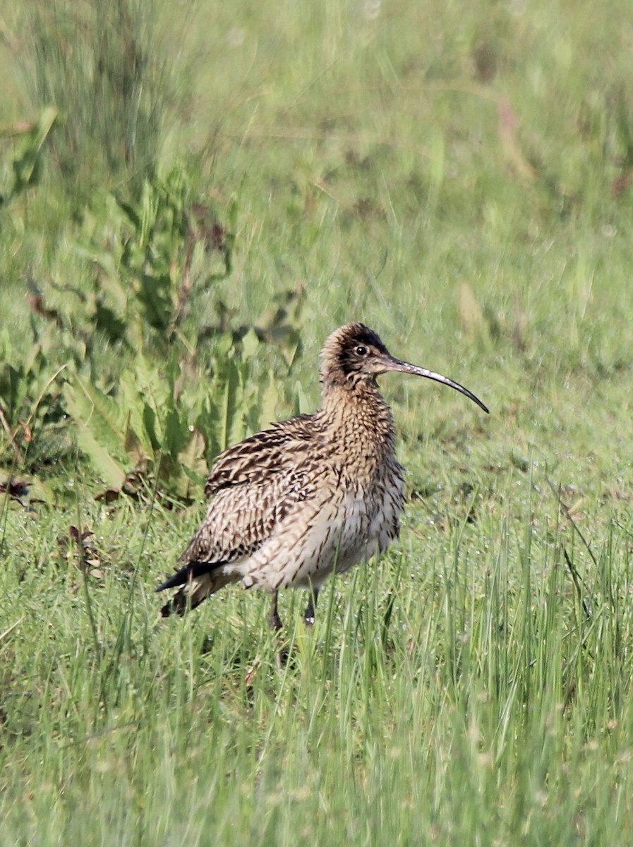 eBird Checklist - 12 May 2024 - Otmoor RSPB Reserve - 30 species