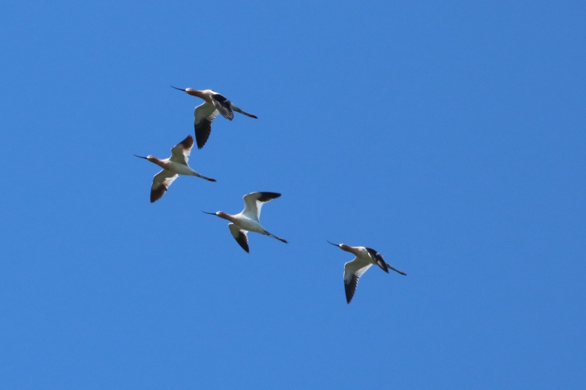 eBird Checklist - 12 May 2024 - **Back Bay NWR - 59 species (+1 other taxa)