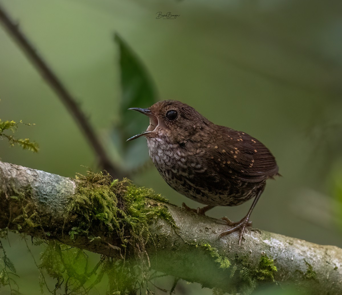eBird Checklist - 8 May 2024 - Neora Valley Jungle Camp, Kolakham KP ...