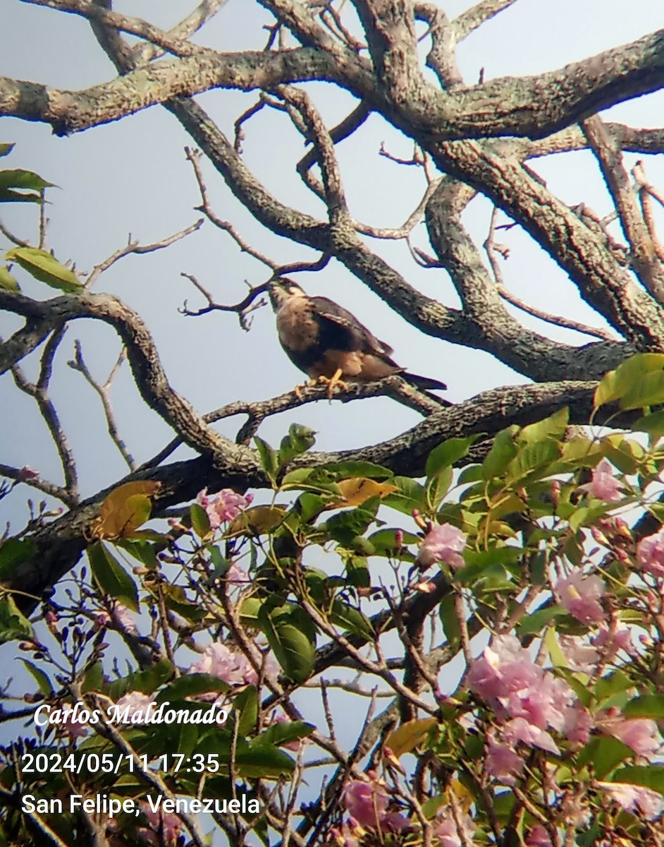 eBird Checklist - 11 May 2024 - Plaza Páez (San Felipe) - 8 species
