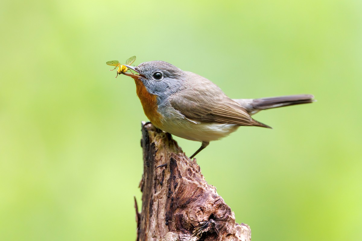 ML618903929 - Red-breasted Flycatcher - Macaulay Library