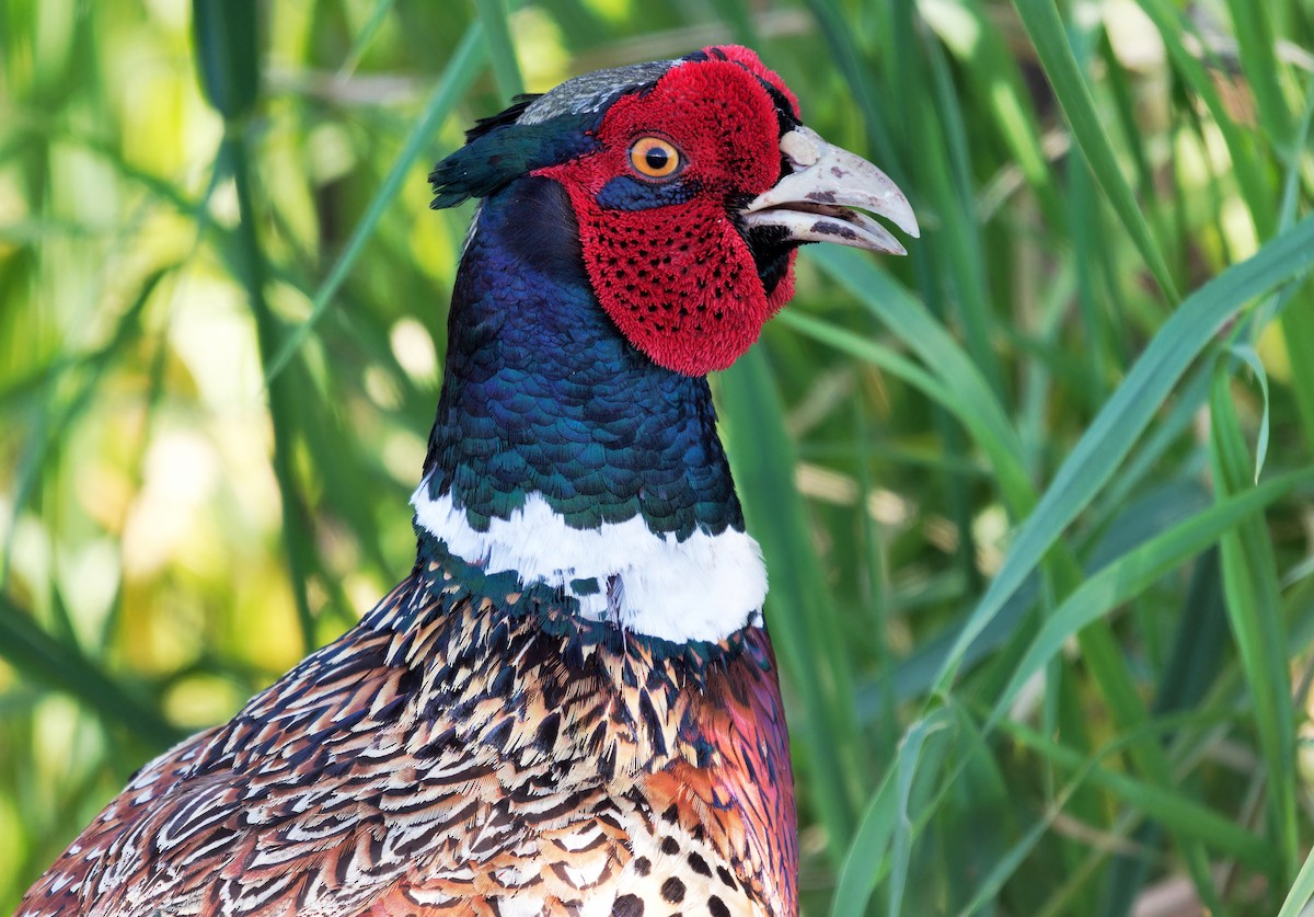 eBird Checklist - 11 May 2024 - Colusa NWR--Auto Tour Route - 58 species