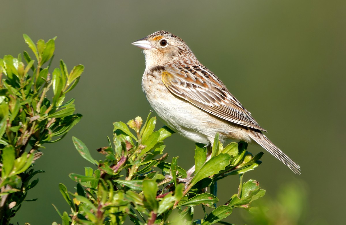 ML618915735 - Grasshopper Sparrow - Macaulay Library