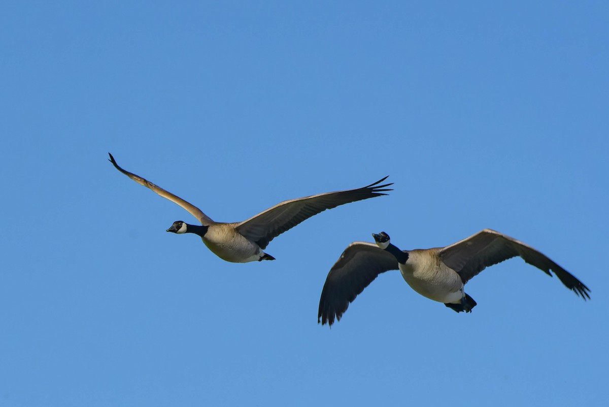 eBird Checklist - 10 May 2024 - Modoc NWR - 37 species