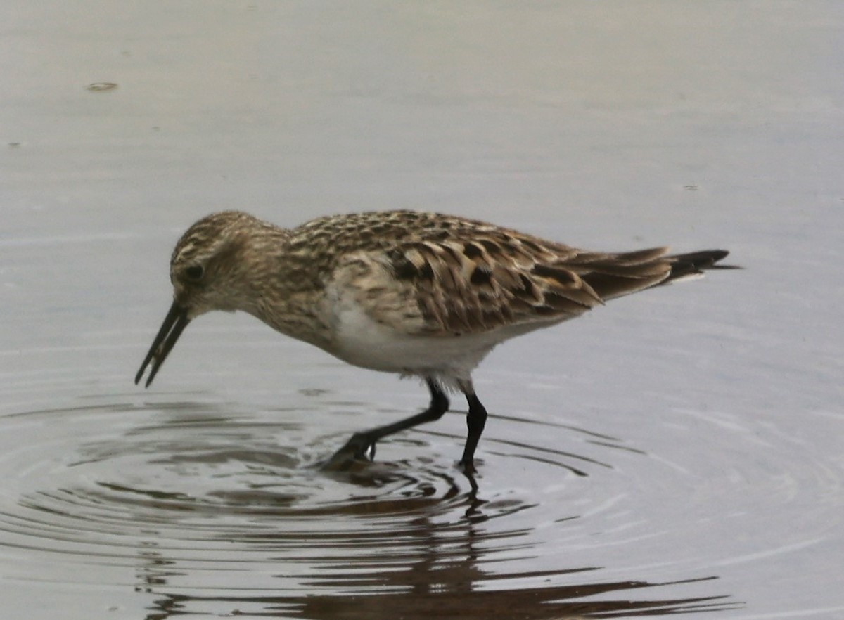 ML618938966 - Baird's Sandpiper - Macaulay Library