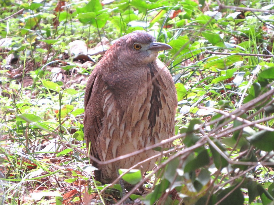 Japanese Night Heron - Gorsachius goisagi - Media Search - Macaulay ...