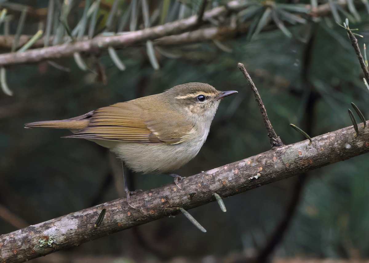 Large-billed Leaf Warbler - Phylloscopus magnirostris - Media Search ...