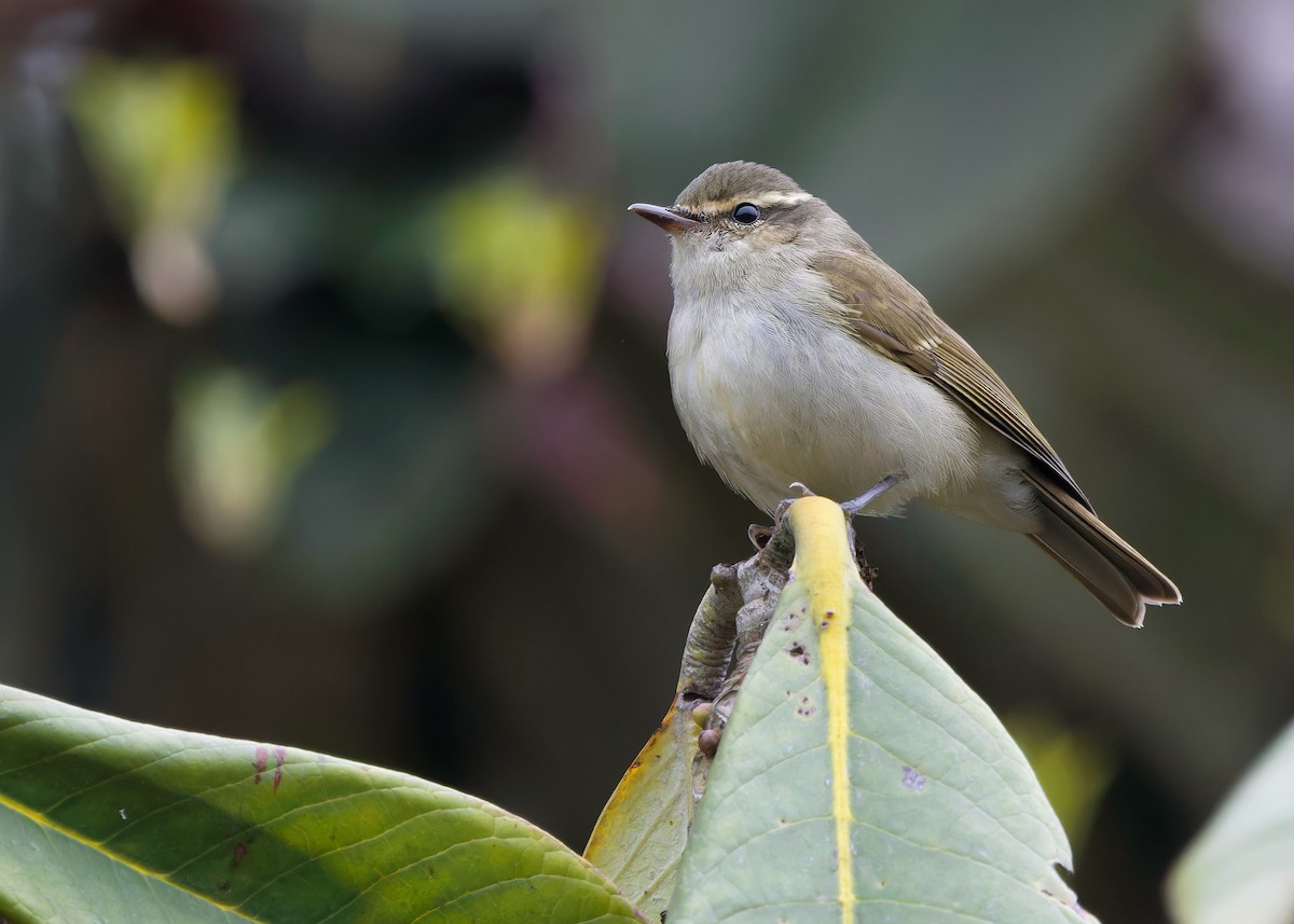 Large-billed Leaf Warbler - Phylloscopus magnirostris - Media Search ...
