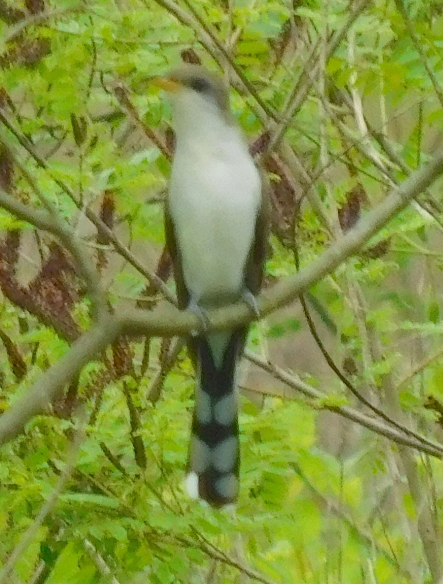 eBird Checklist - 13 May 2024 - Kyker Bottoms Refuge - 32 species