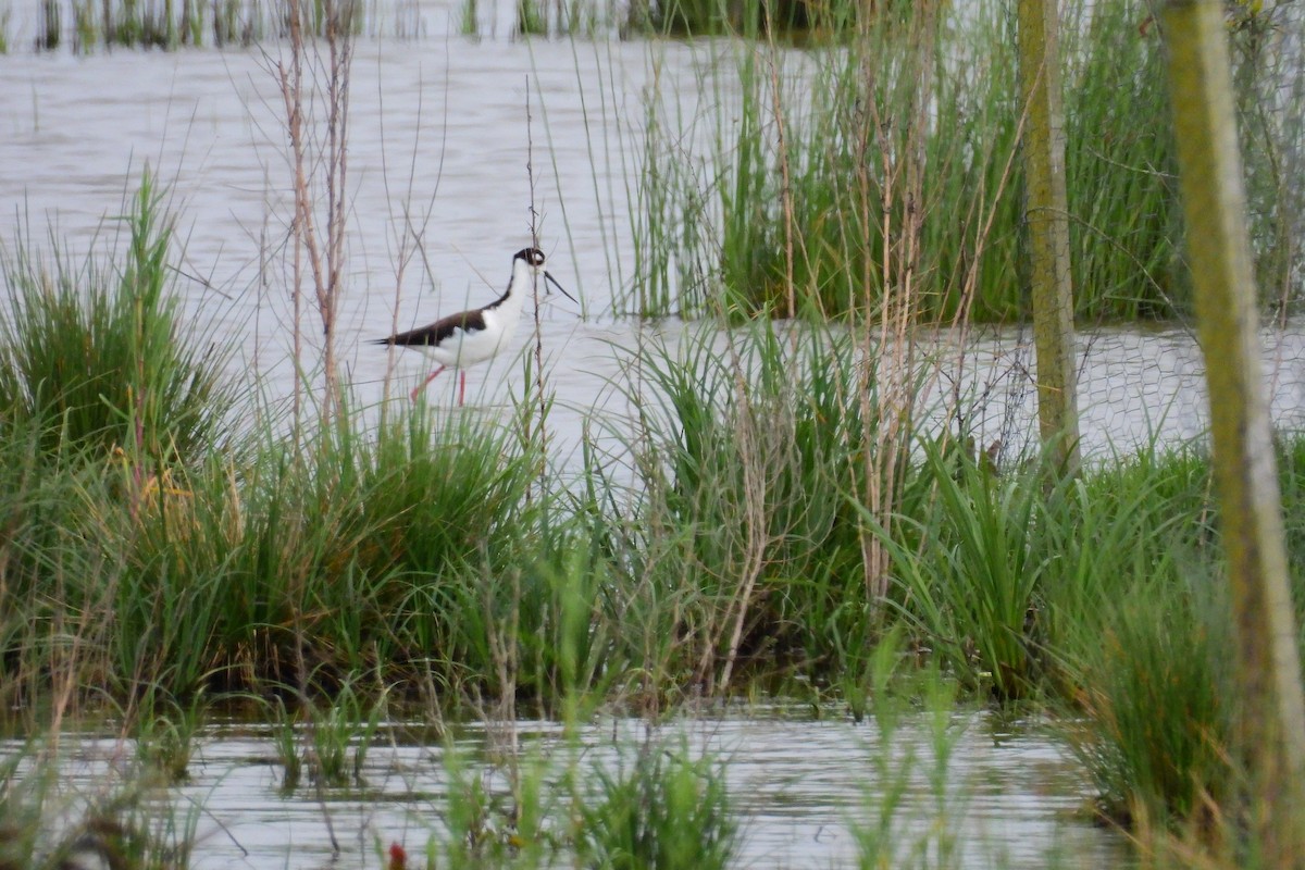 eBird Checklist - 13 May 2024 - Arcata Bottoms--V St. Loop - 23 species ...