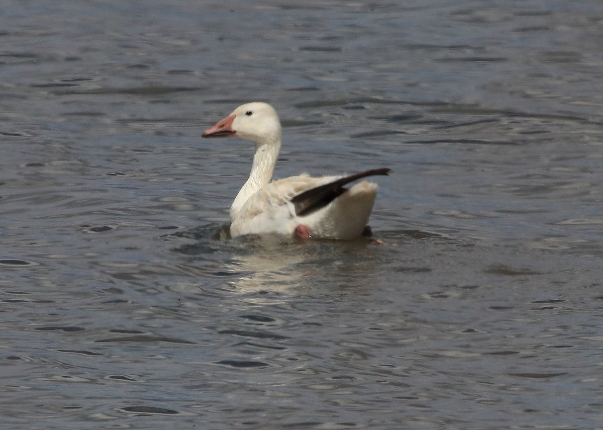 eBird Checklist - 13 May 2024 - Smith Reservoir SWA - 64 species