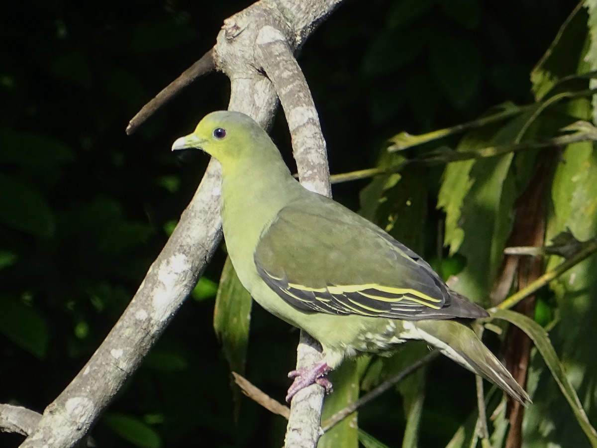 ML619017111 - Sri Lanka Green-Pigeon - Macaulay Library