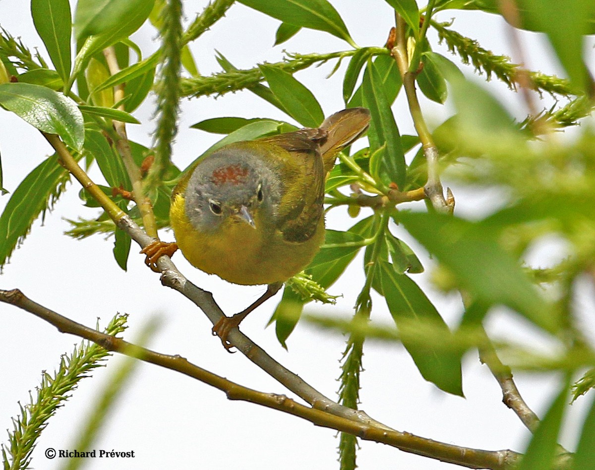 ML619021696 - Nashville Warbler - Macaulay Library