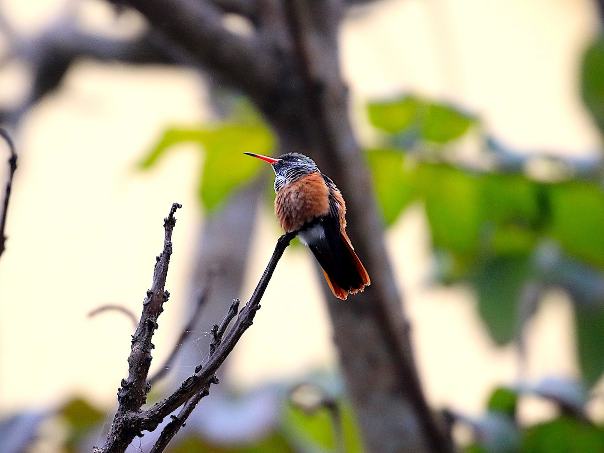 ML619052778 - Amazilia Hummingbird - Macaulay Library