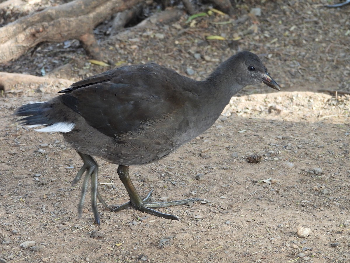 eBird Checklist - 15 May 2024 - Wynn Vale Dam - 26 species (+2 other taxa)
