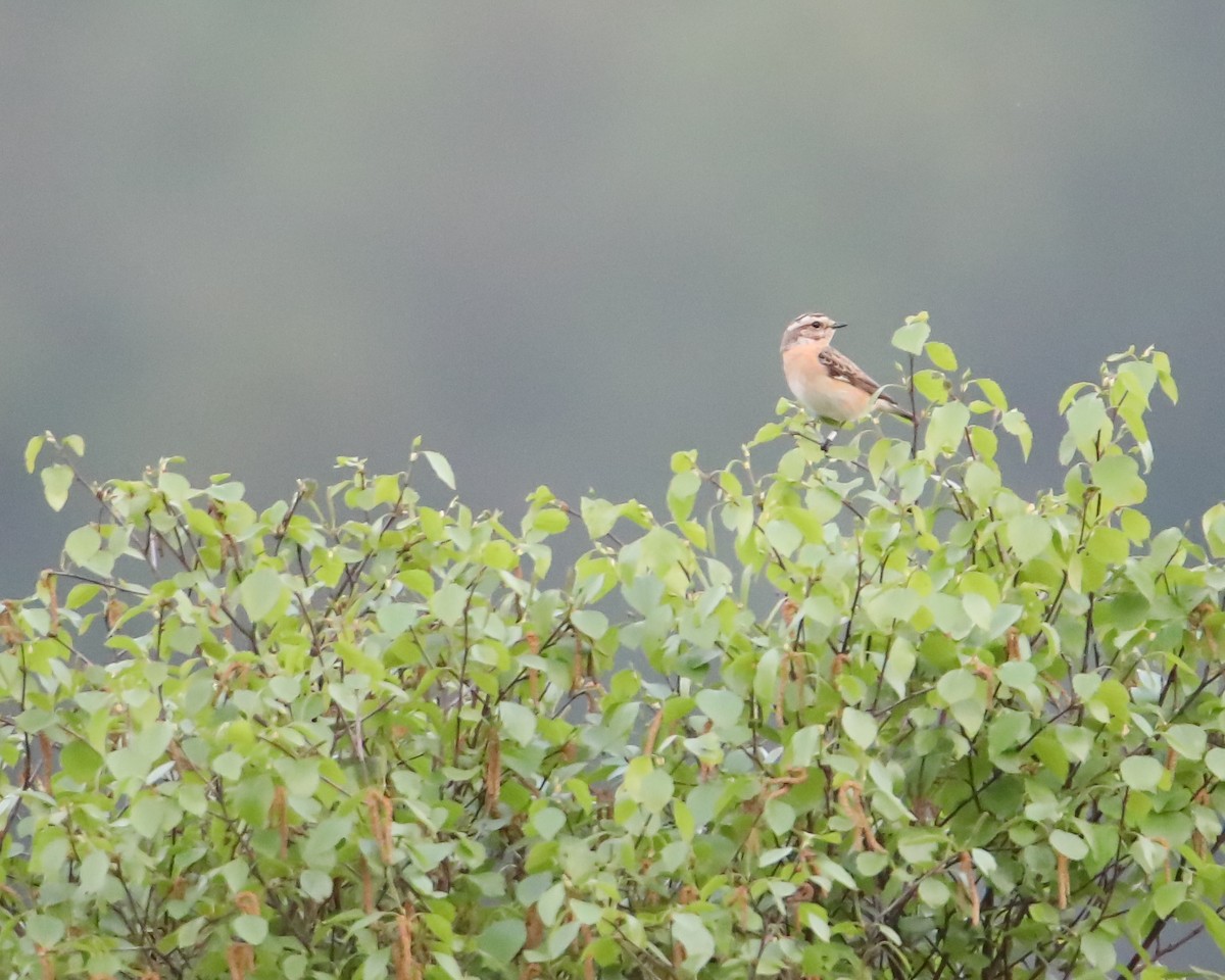 eBird Checklist - 11 May 2024 - Cors Caron NNR / Tregaron Bog - 12 species