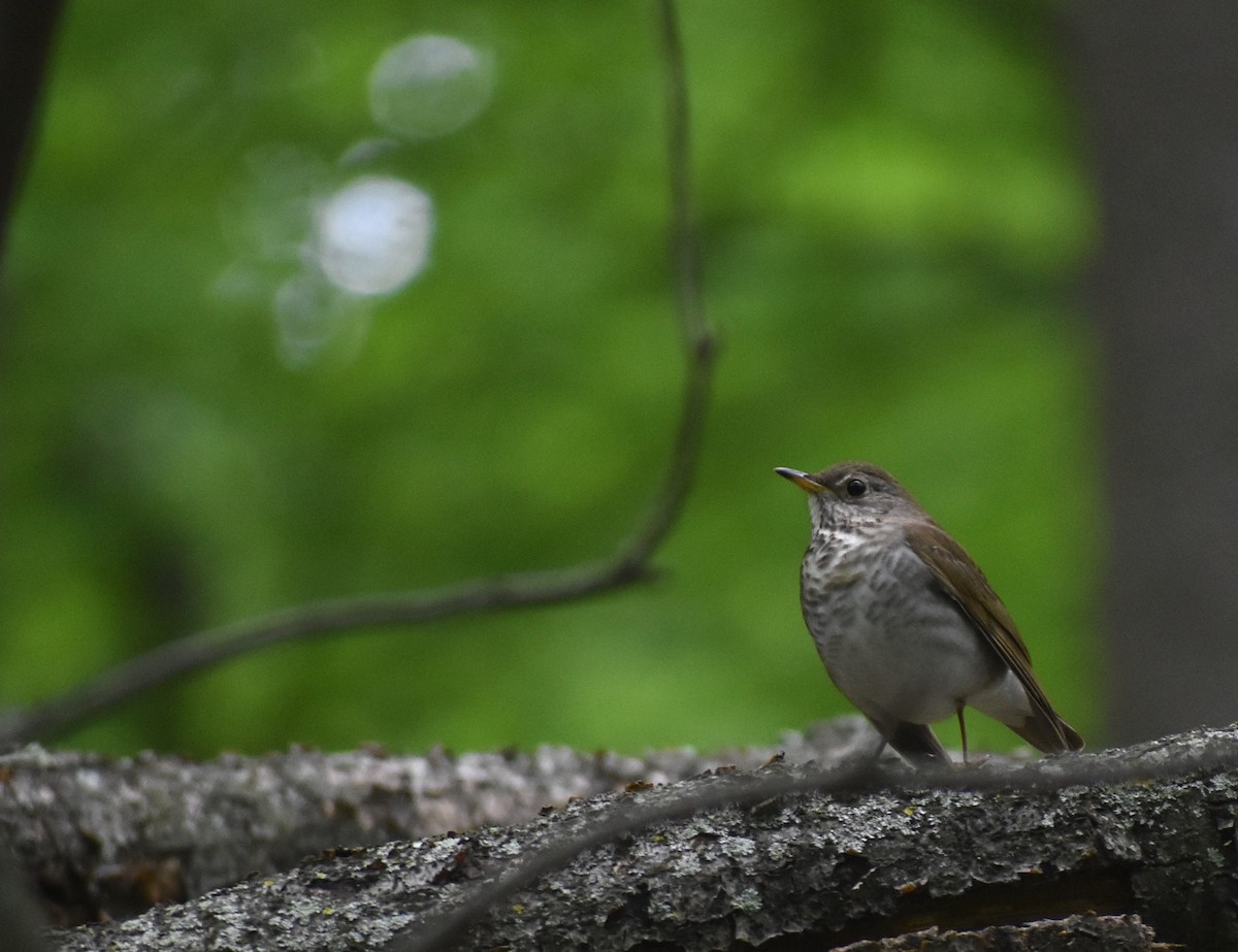 Pennsylvania Bird Atlas Checklist - 16 May 2024 - Valley Forge NHP - 29 ...