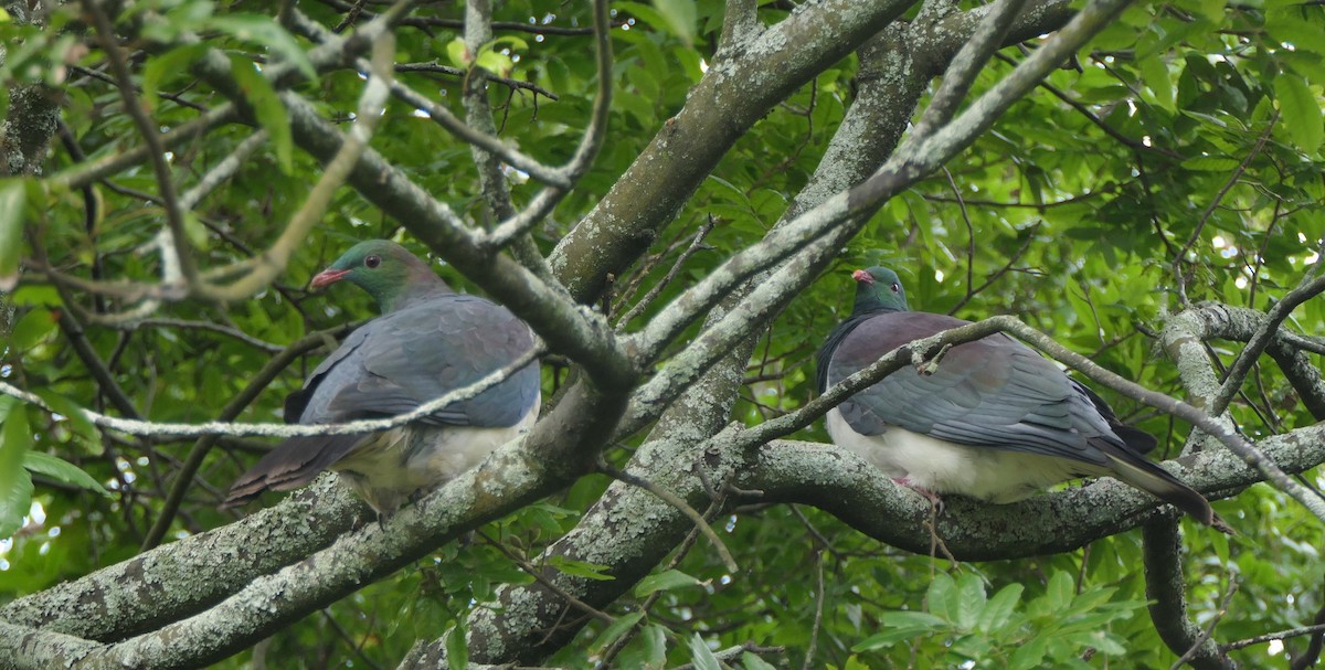 ML619166147 - New Zealand Pigeon - Macaulay Library