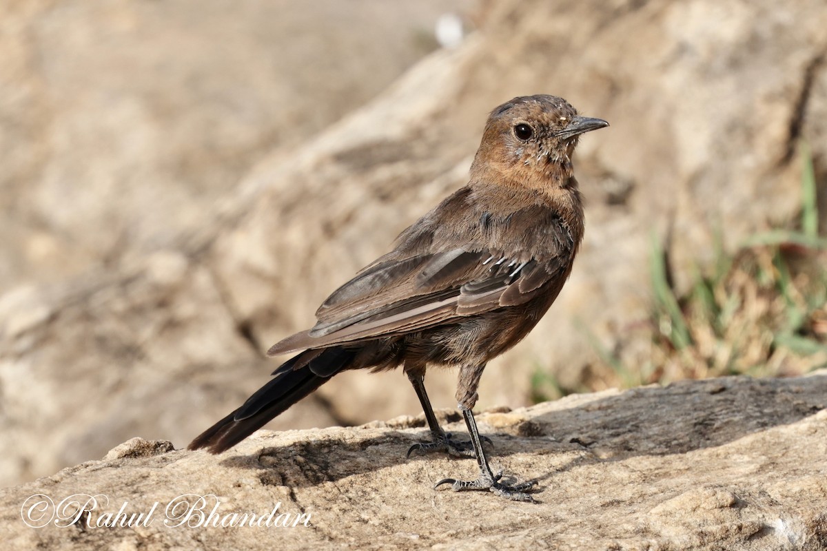 ML619166481 - Brown Rock Chat - Macaulay Library