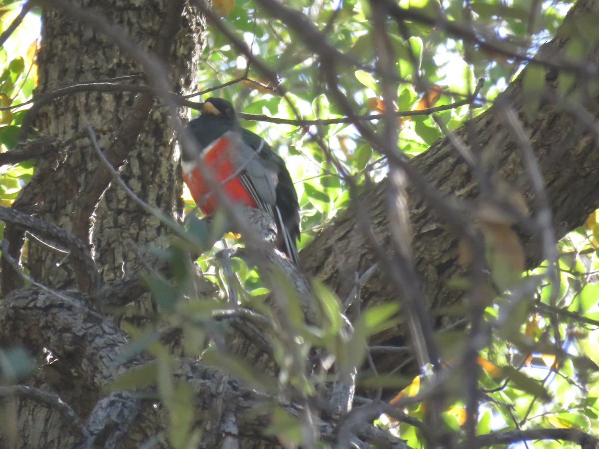 eBird Checklist - 14 May 2024 - Madera Canyon--Upper Nature Trail from ...