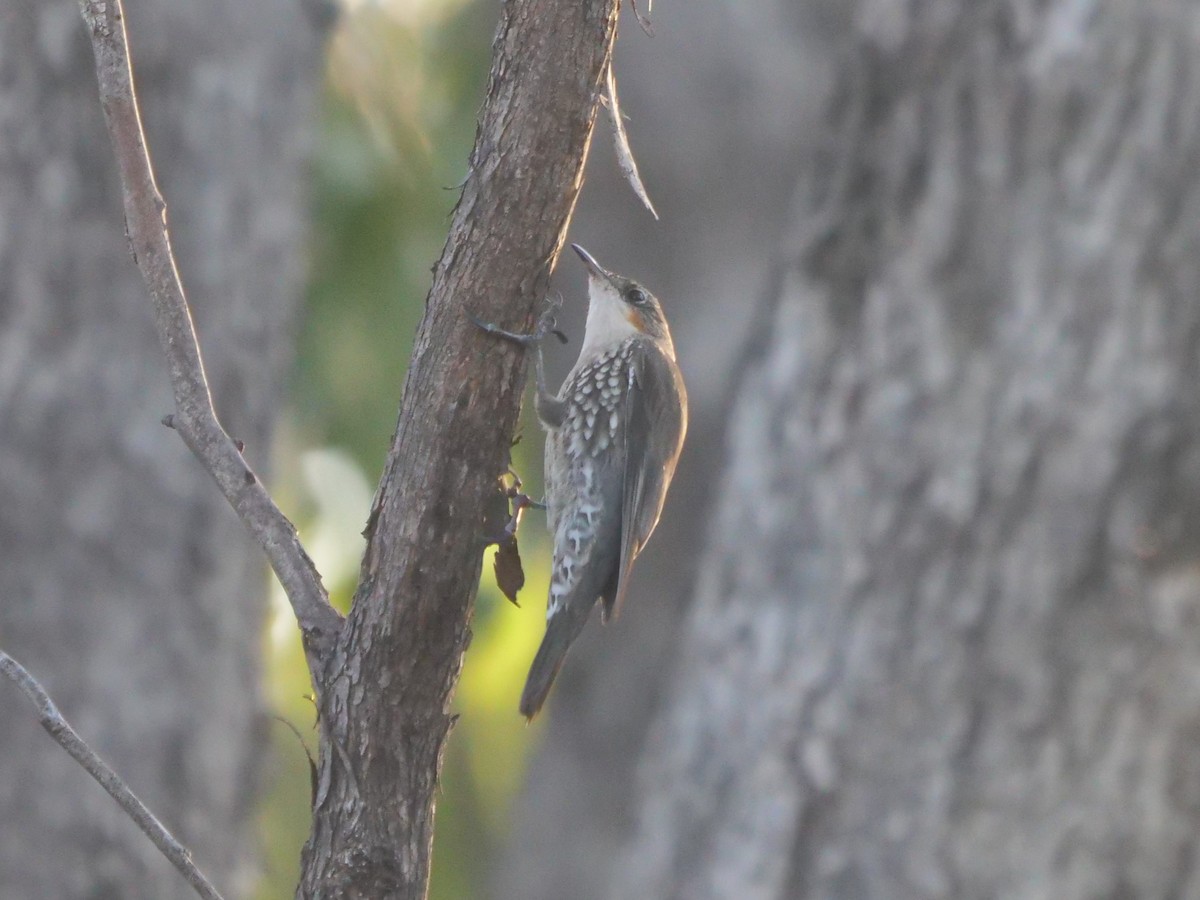 eBird Checklist - 6 May 2024 - Western Creek State Forest--Dunmore Rd ...