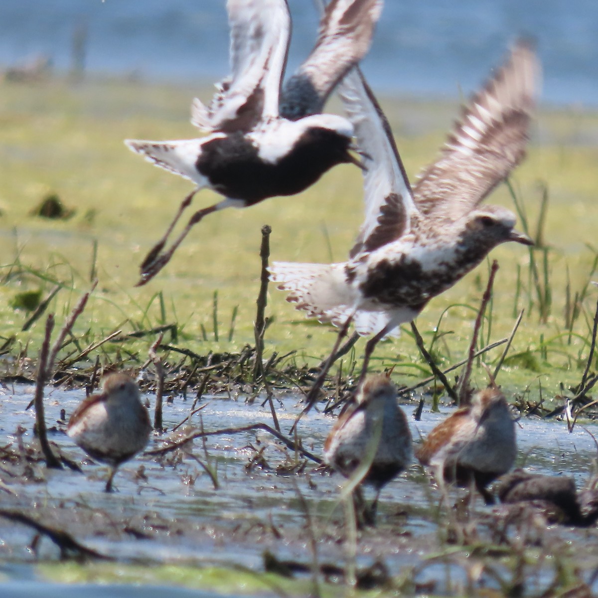 ML619169907 - Black-bellied Plover - Macaulay Library