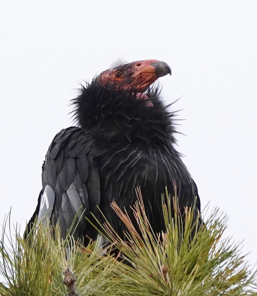 ML619174566 - California Condor - Macaulay Library