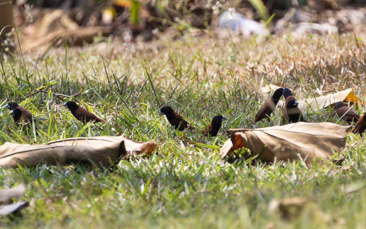 ML619222190 - Chestnut Munia - Macaulay Library