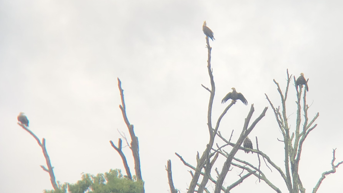 eBird Checklist - 18 May 2024 - Occoquan Bay NWR - 42 species