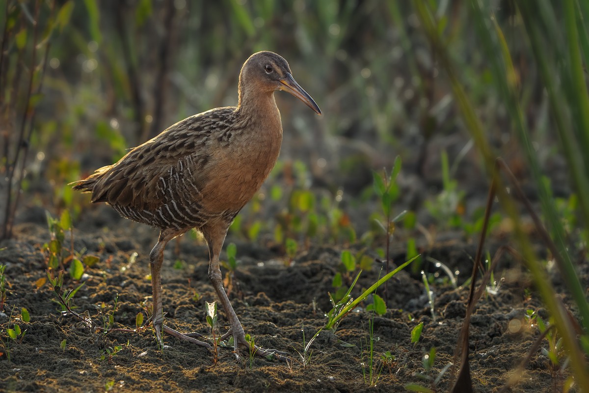 ML619240197 - King Rail - Macaulay Library