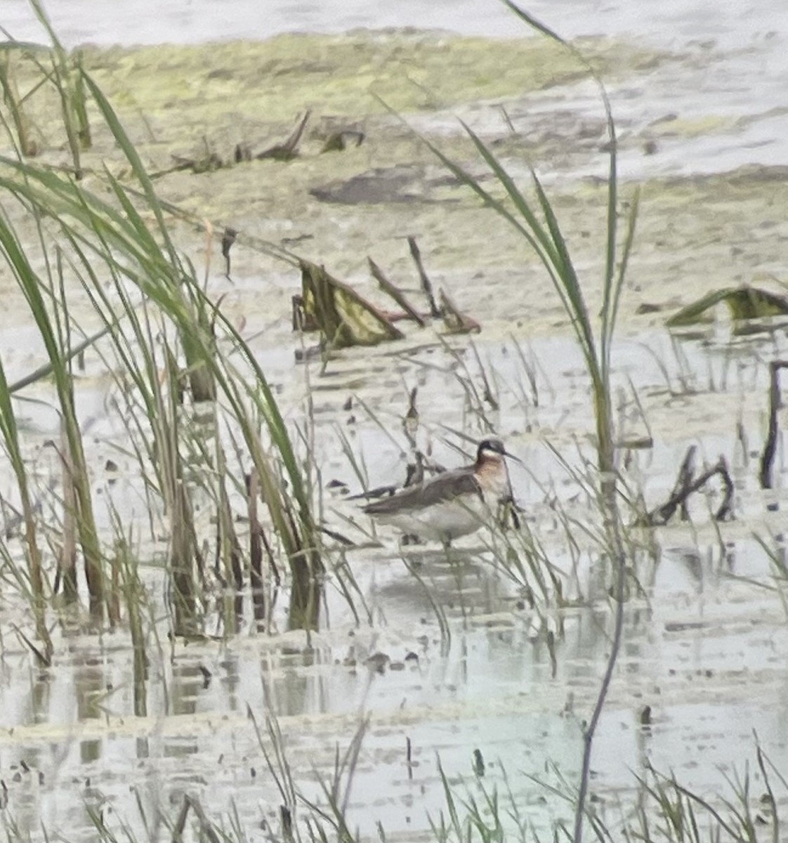 eBird Checklist - 18 May 2024 - Howard Marsh--West Side of Howard Rd ...