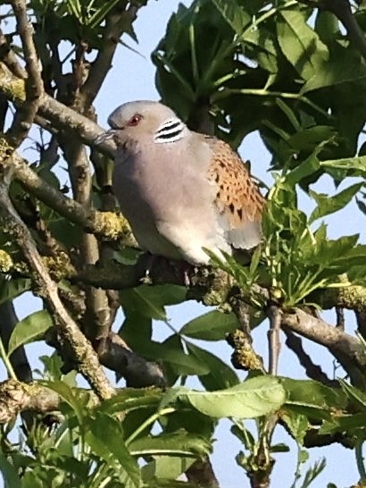 eBird Checklist - 18 May 2024 - Litlington clunch pit - 12 species