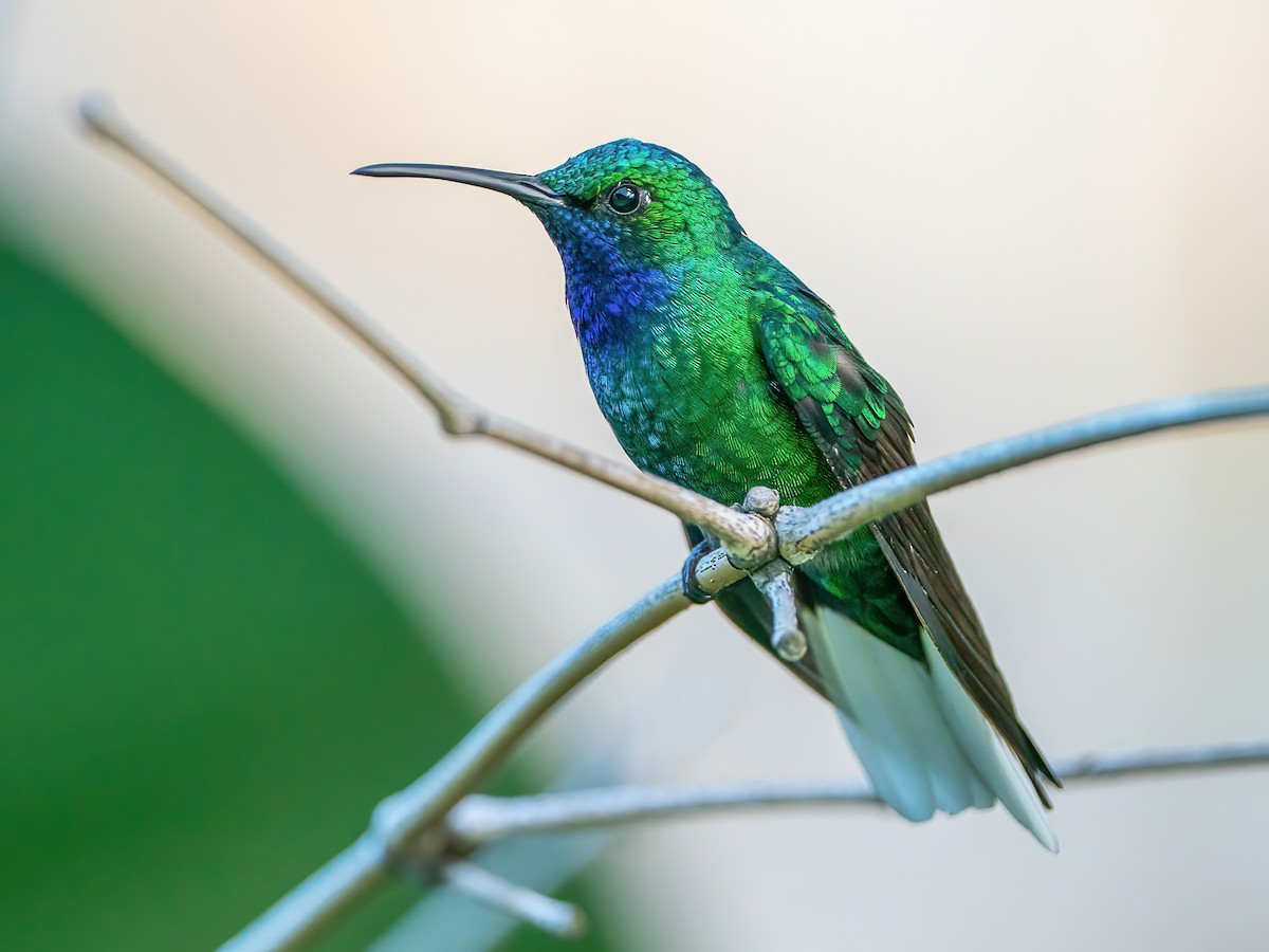 White-tailed Sabrewing - Campylopterus ensipennis - Birds of the World