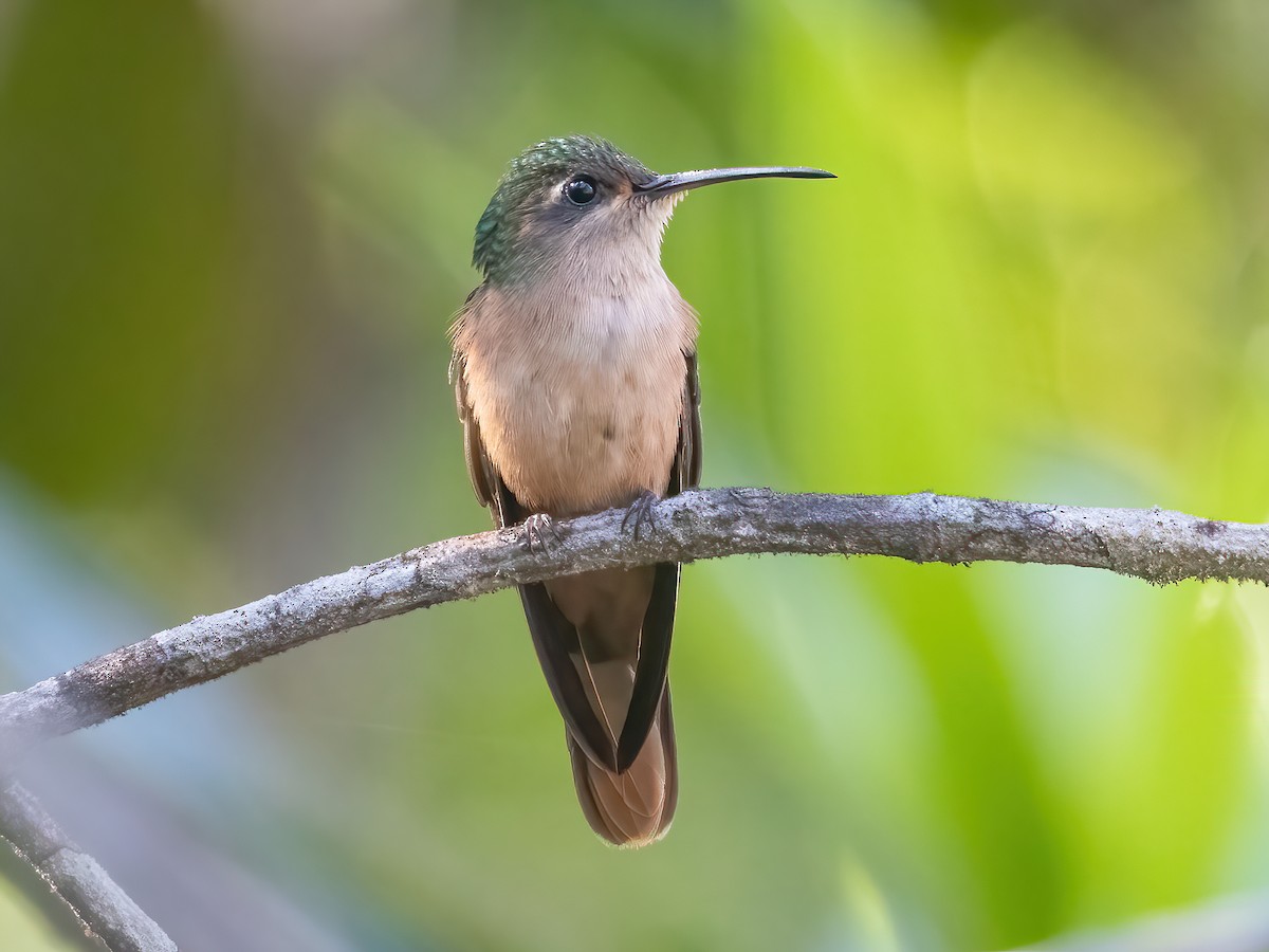 Buff-breasted Sabrewing - Campylopterus duidae - Birds of the World