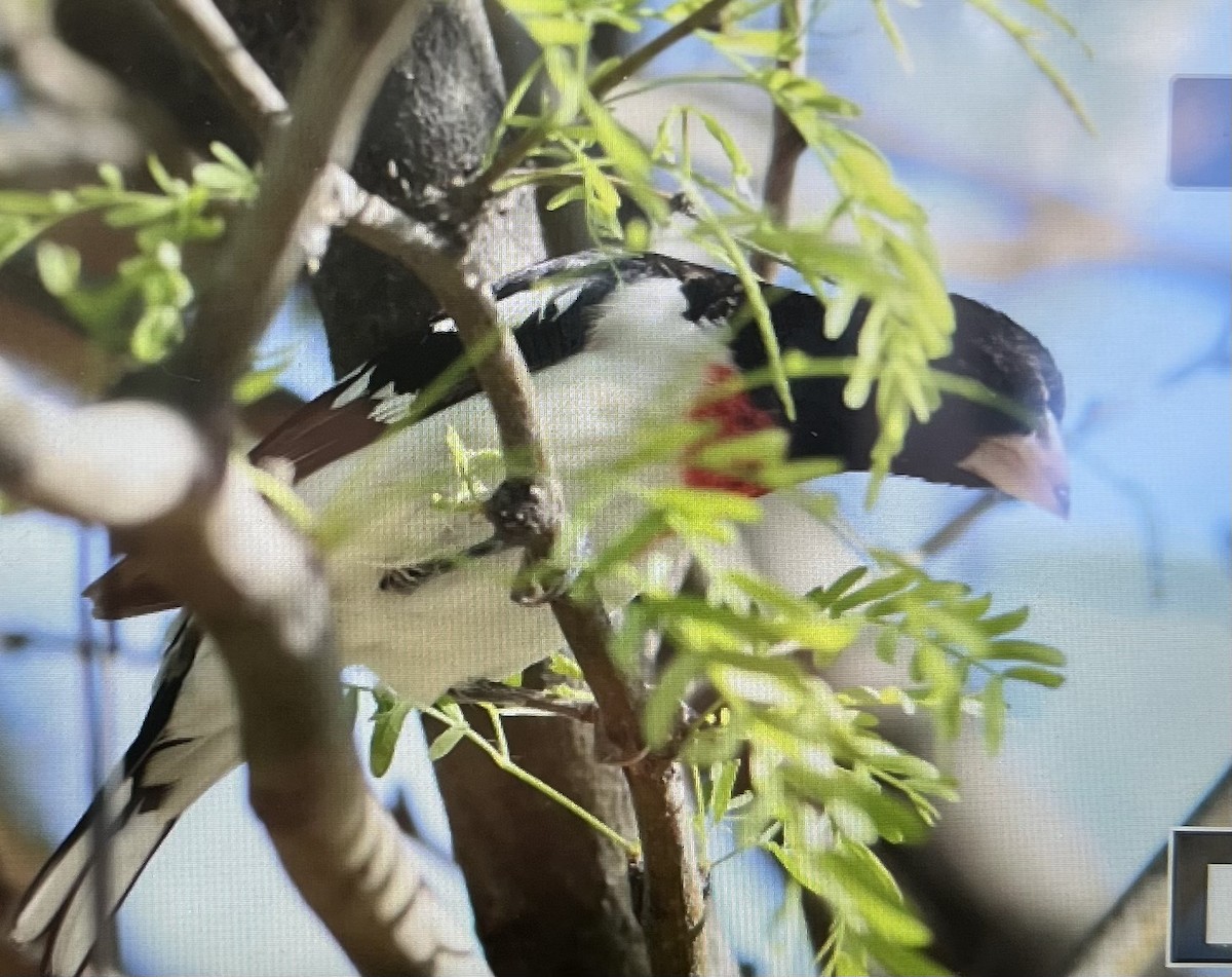eBird Checklist - 18 May 2024 - Big Morongo Canyon Preserve & Covington ...