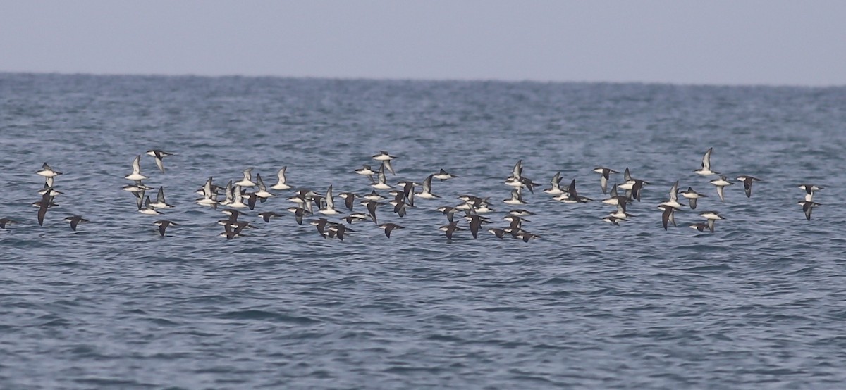 ML619276073 - Yelkouan Shearwater - Macaulay Library