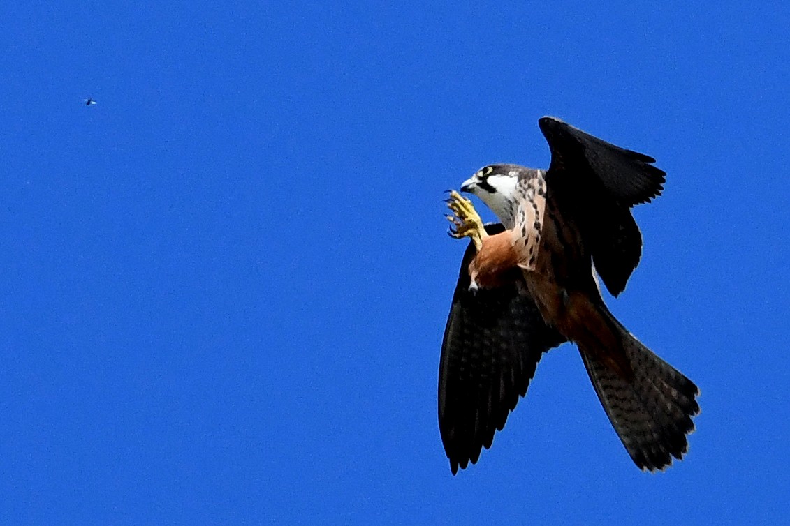 ML619293300 - Eleonora's Falcon - Macaulay Library