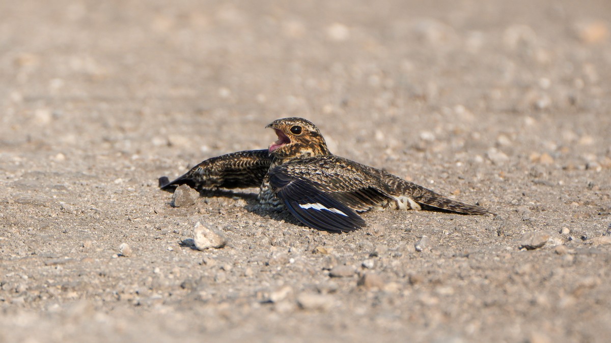 ML619299431 - Common Nighthawk - Macaulay Library