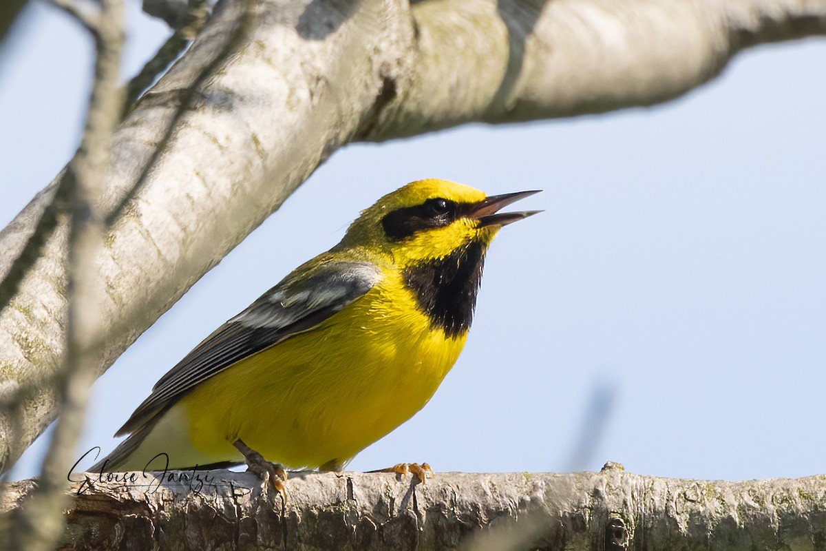ML619300103 - Lawrence's Warbler (hybrid) - Macaulay Library
