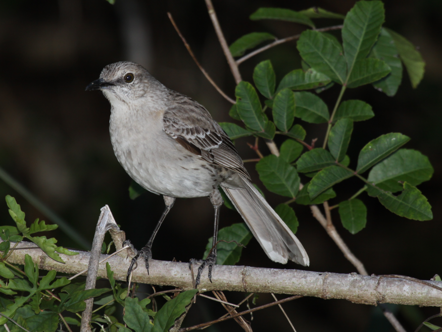 ML619346721 - Bahama Mockingbird - Macaulay Library