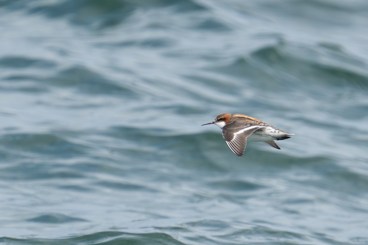 eBird Checklist - 18 May 2024 - Westport pelagic--Offshore waters - 26 ...