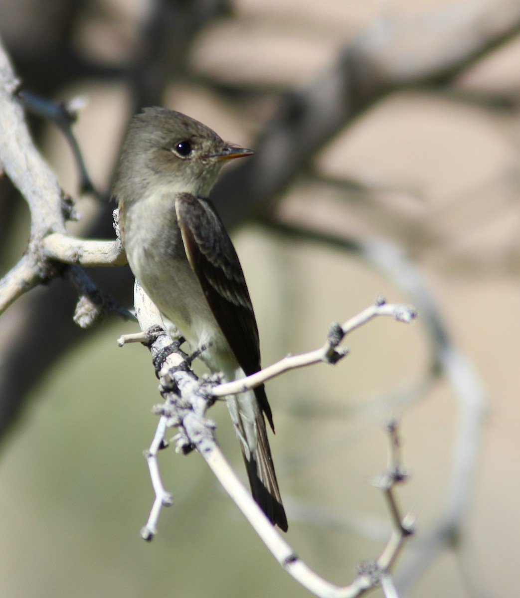 eBird Checklist - 20 May 2024 - Picacho Hills - 35 species