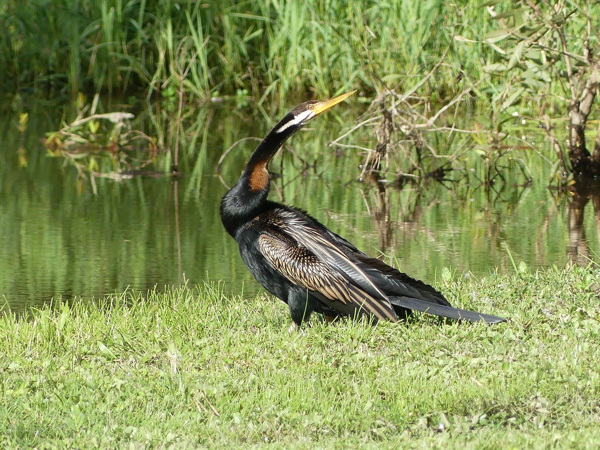 eBird Checklist - 21 May 2024 - Spring Mt Reserve - 58 species